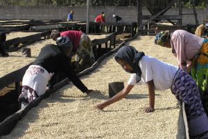 Burka Coffee Estates – A Century in Coffee Farming