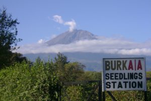 Burka Coffee Estates – A Century in Coffee Farming