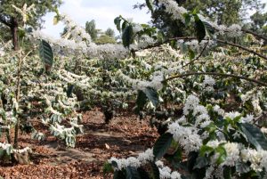 Burka Coffee Estates – A Century in Coffee Farming
