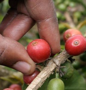 Burka Coffee Estates – A Century in Coffee Farming